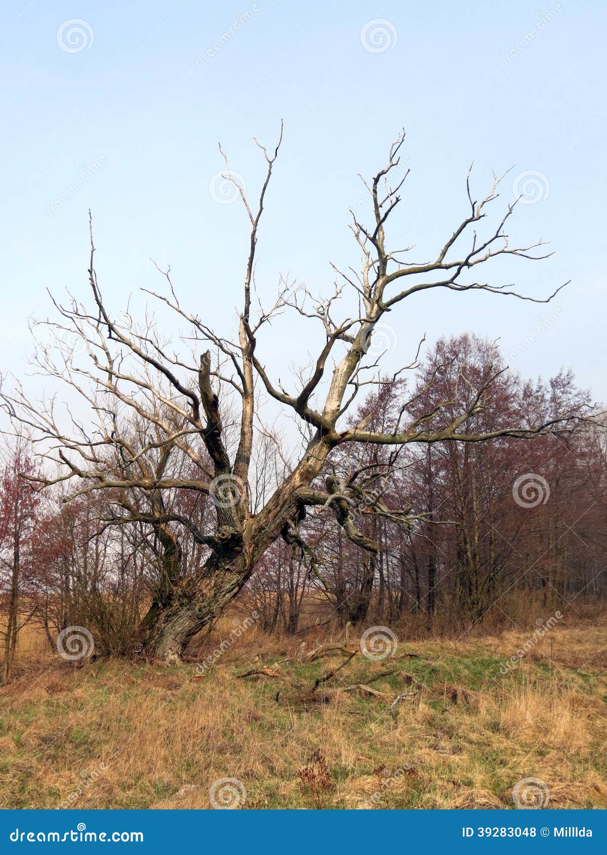 Old tree stock photo. Image of plant, grass, branch, brown - 39283048