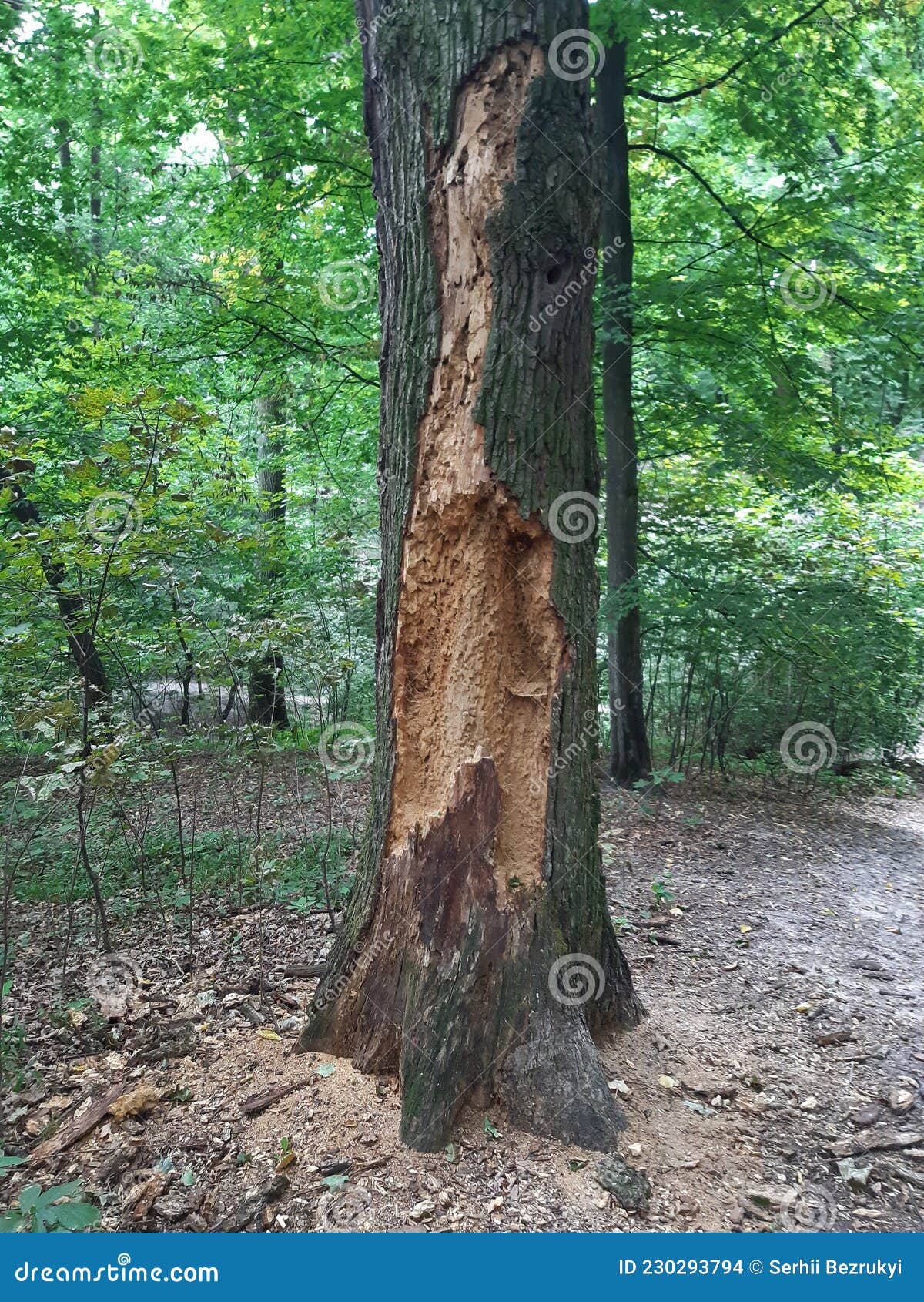 Old Tree Eaten by Insects with a Clear Structure Stock Photo - Image of ...
