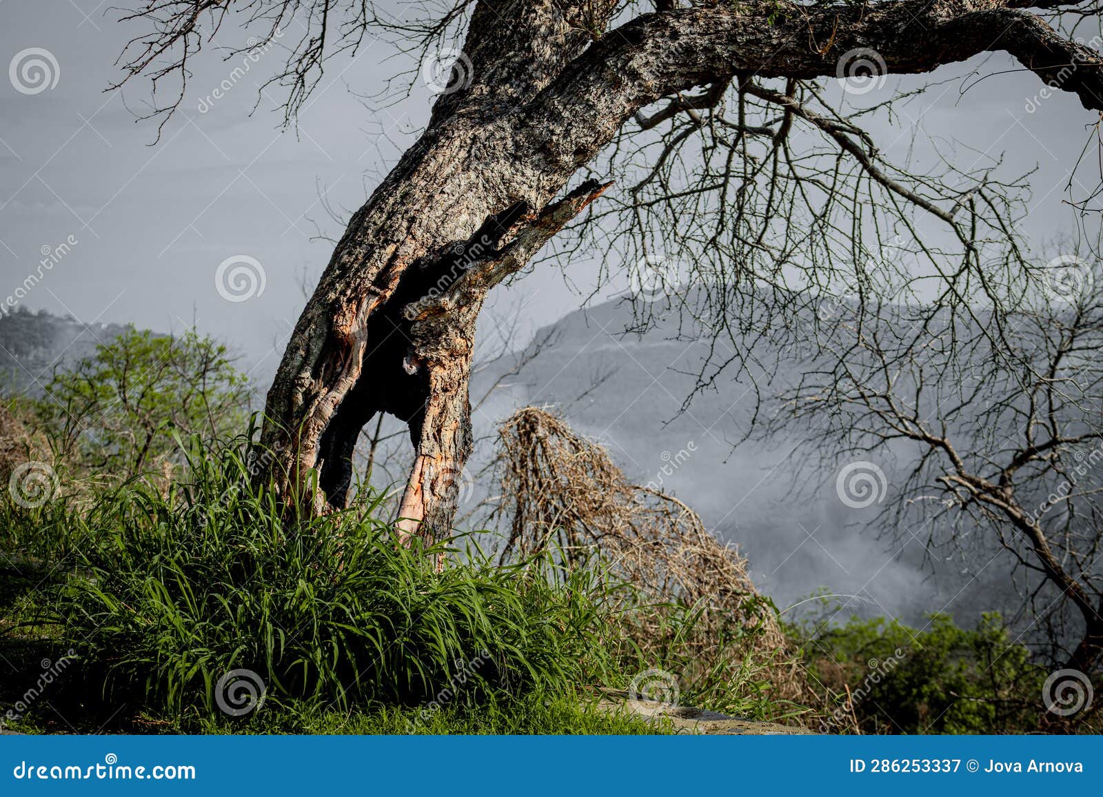 Old Tree on the Edge of the Abyss Stock Image - Image of plant, branch ...