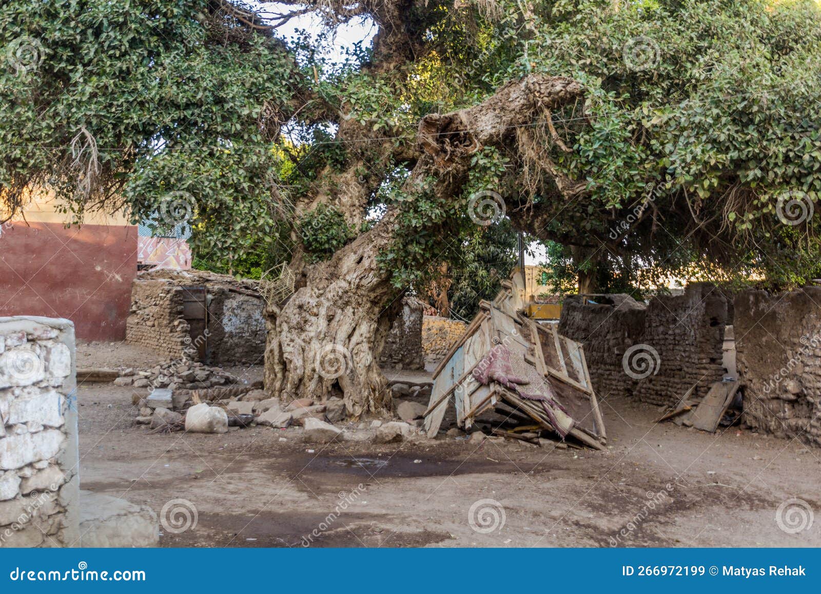 Old Tree at the Elephantine Island in Aswan, Egy Stock Image - Image of ...