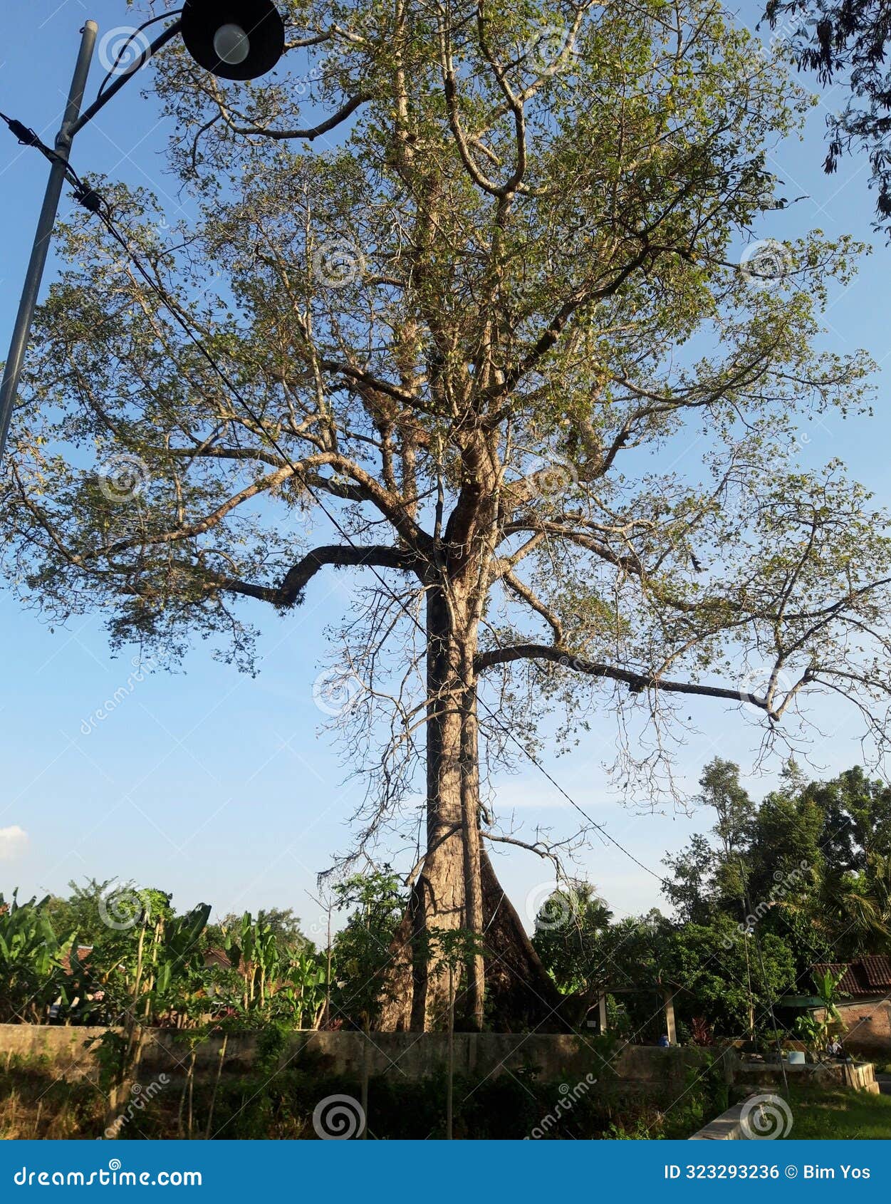 An Old Tree on the Entrance of a Village Stock Photo - Image of ...