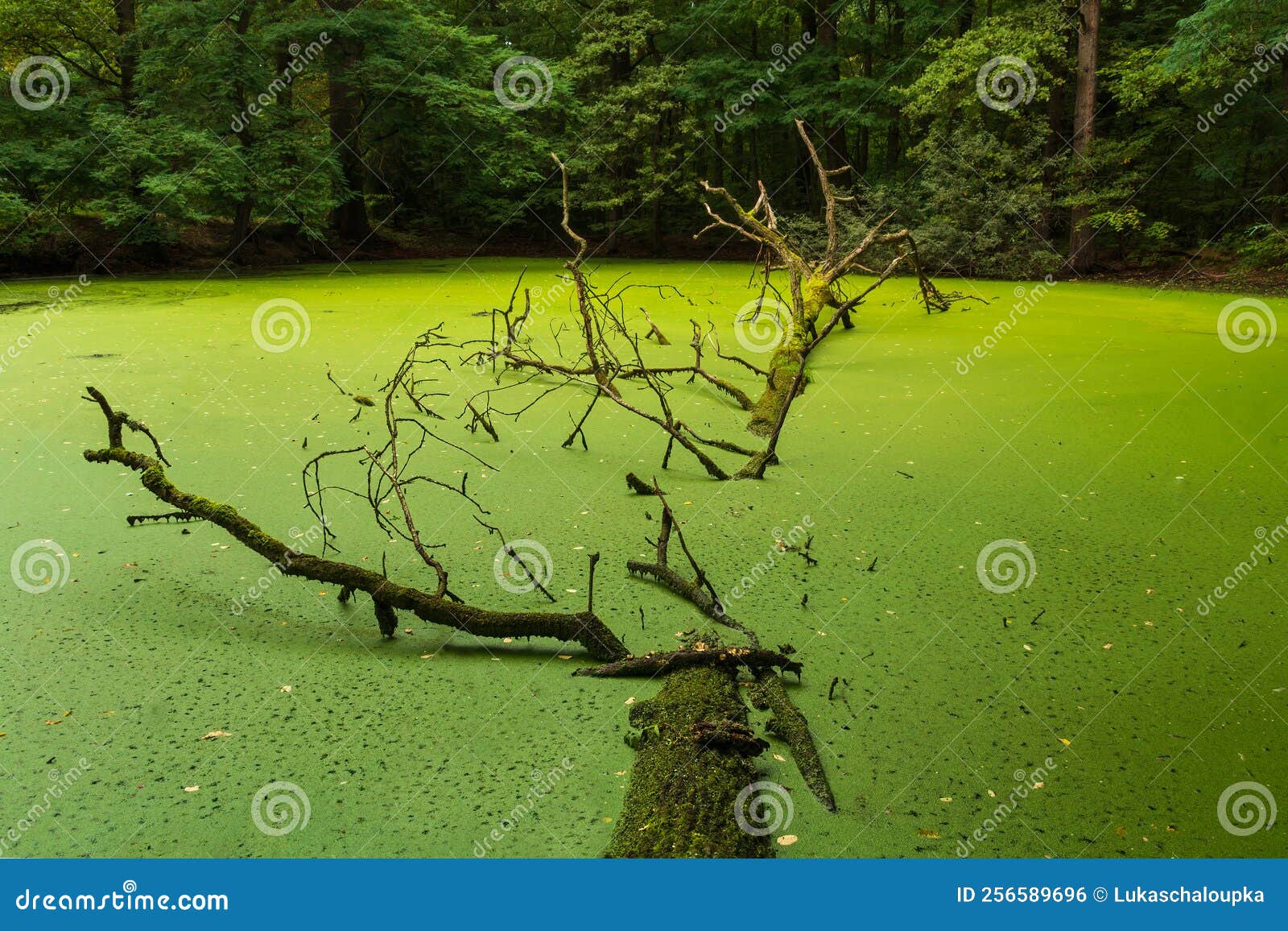 Old Tree Falling into Green Swamp Small Pond. Czech Landscape Stock ...