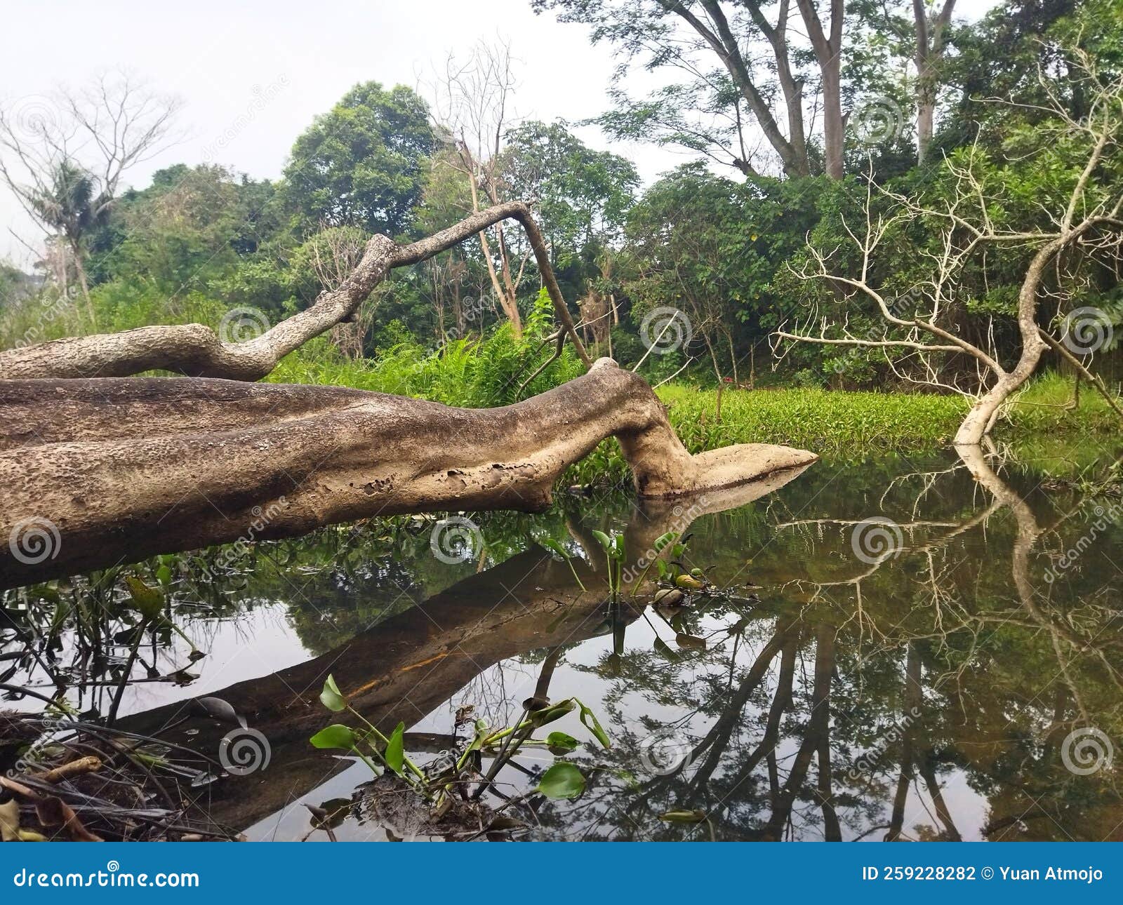Big Tree Falling Down Cross Waterfall At Phu Kra Dueng National Park ...