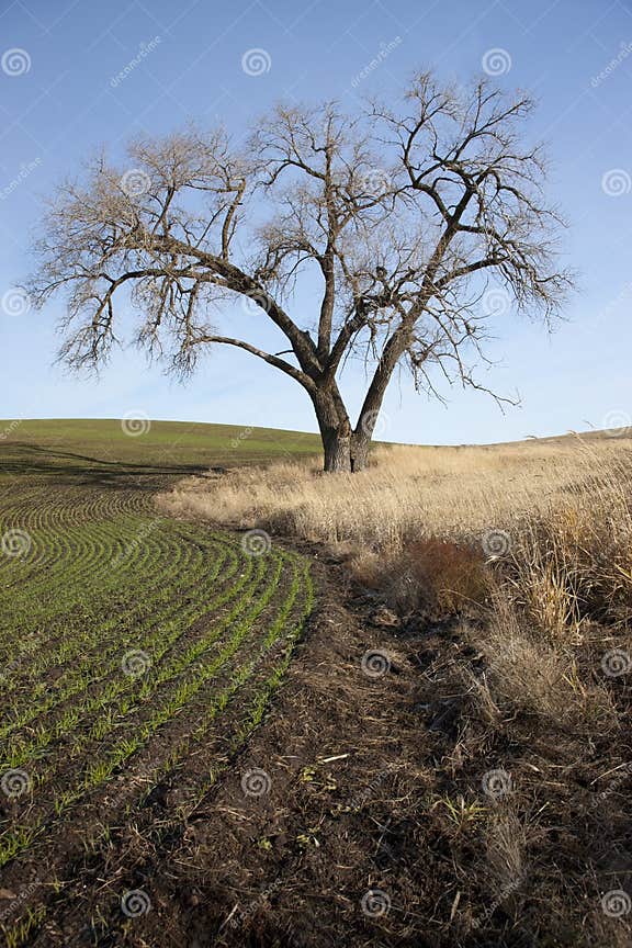 Old tree by farm field. stock image. Image of grass, green - 28016121