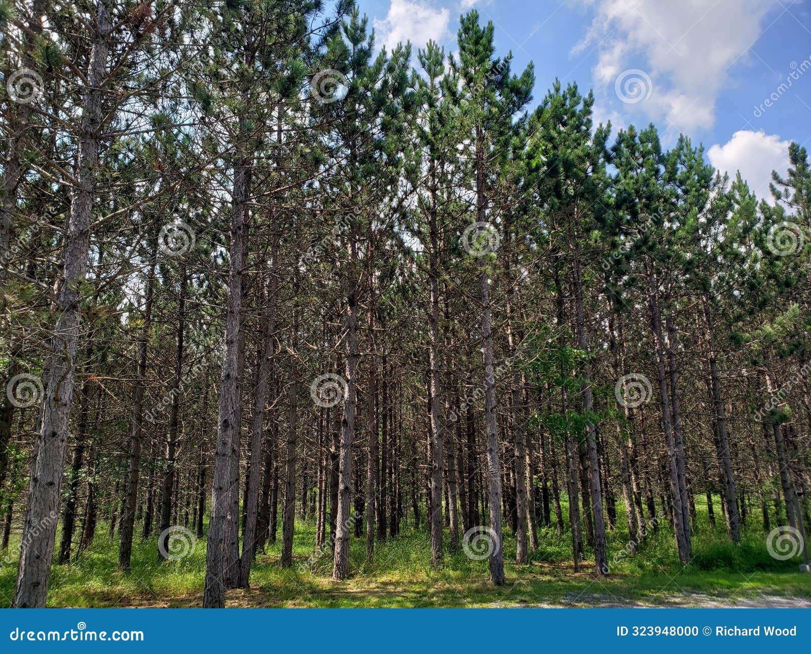 Old Tree Farm with Rows of Planted Trees Stock Photo - Image of grow ...
