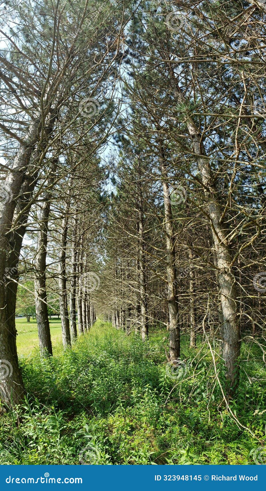Old Tree Farm with Rows of Planted Trees Stock Image - Image of color ...