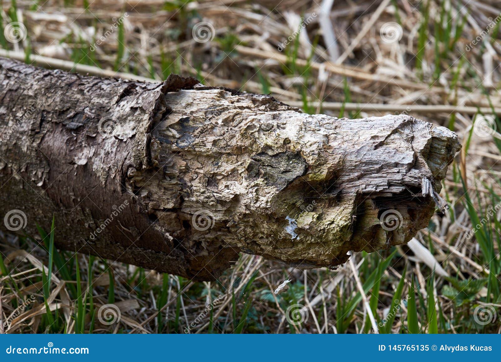 The old tree fell down stock image. Image of brittle - 145765135