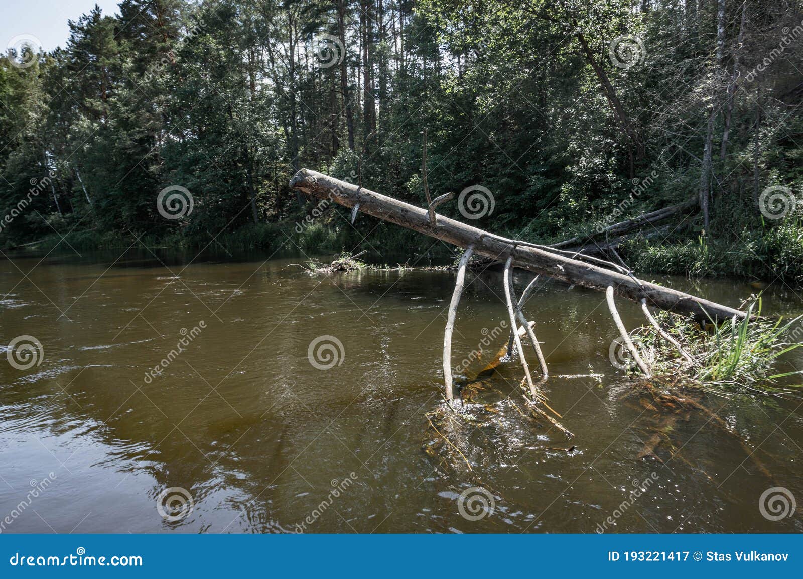 An Old Tree Fell into the Water, Stock Image - Image of damage, lake ...