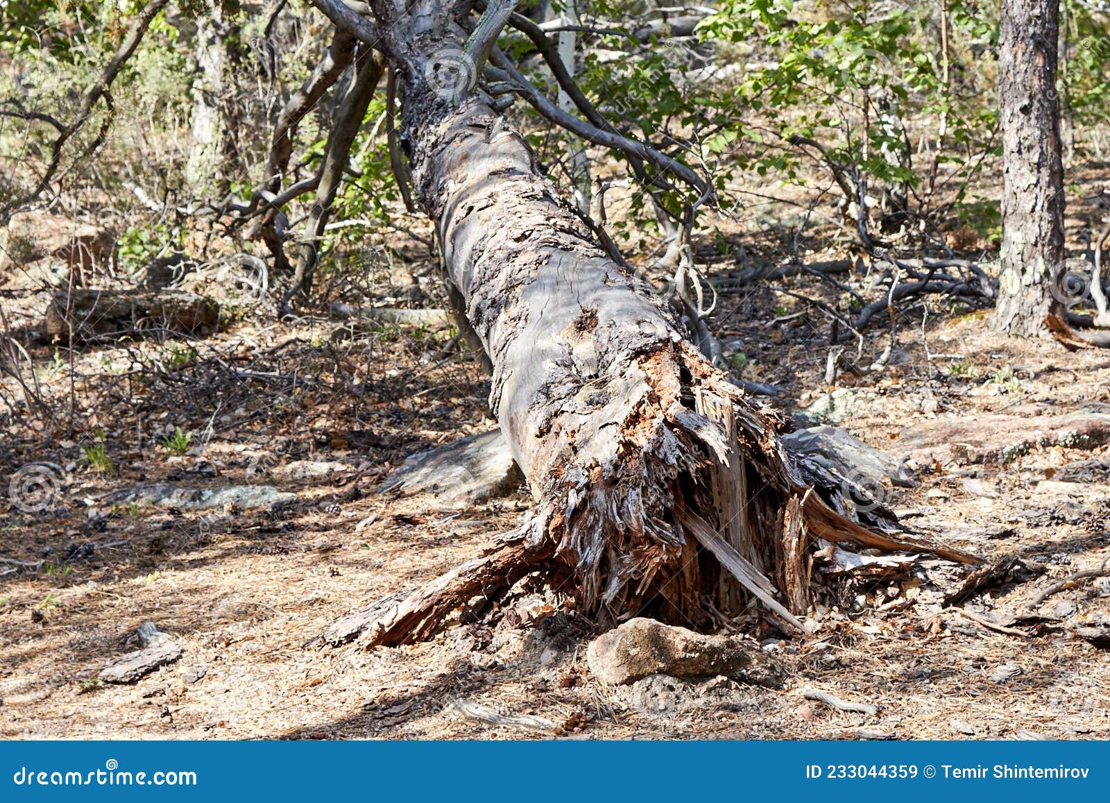 An Old Tree Felled by the Wind Stock Image - Image of forest, climate ...