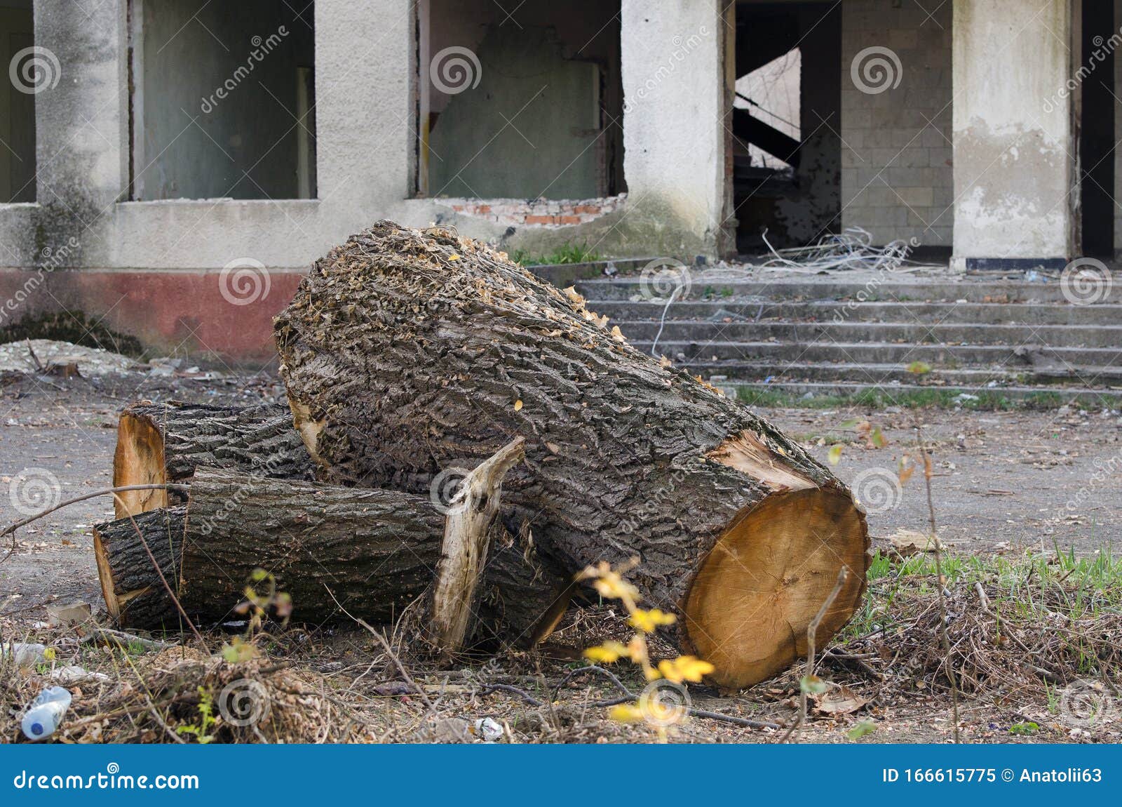 Old Tree Felled in the Yard Stock Image - Image of construction, lumber ...