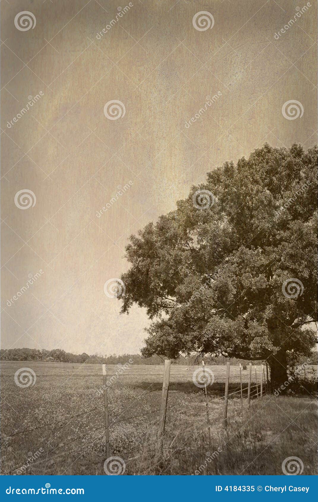 Old Tree in Field stock image. Image of meadow, fence - 4184335
