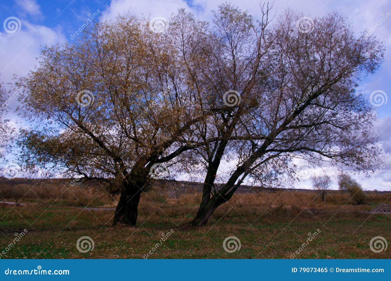 Old tree in the field stock image. Image of pine, forest - 79073465