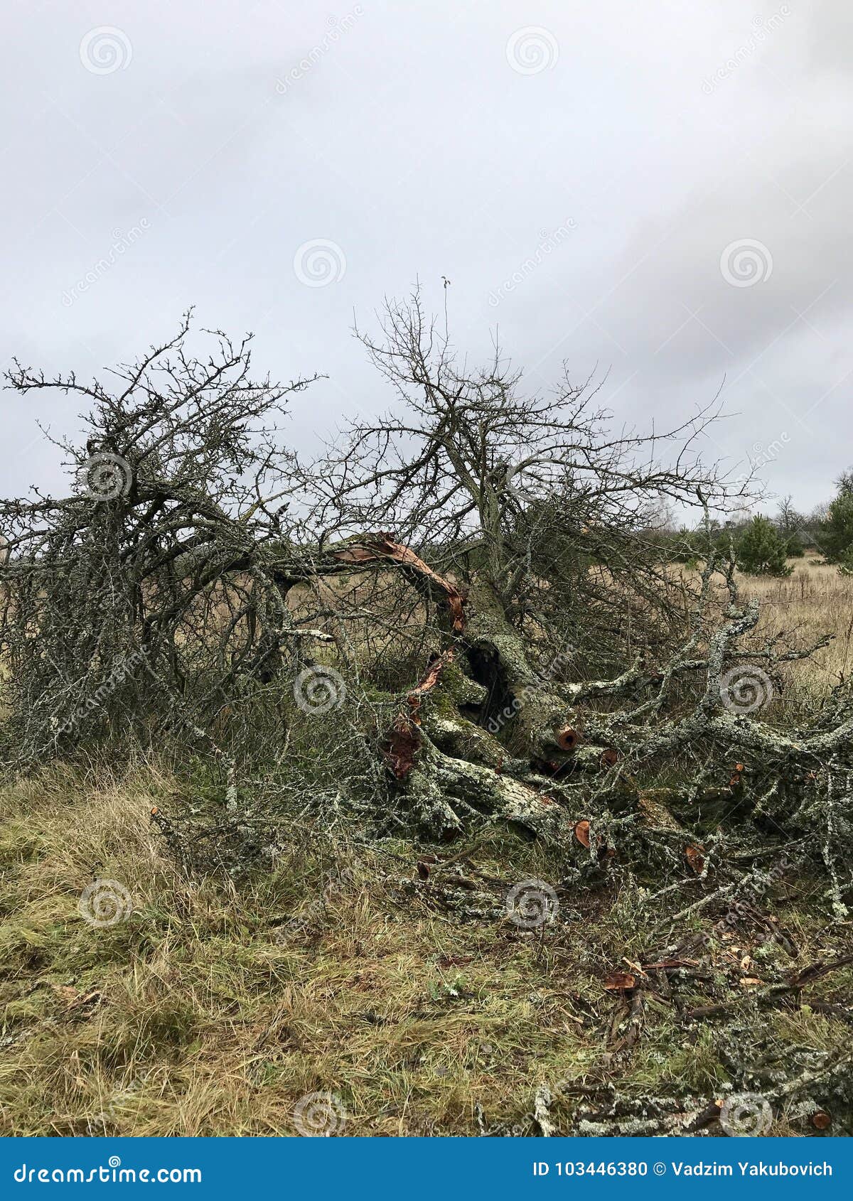An Old Tree in the Field, Destroyed by a Lightning Strike. Stock Photo ...