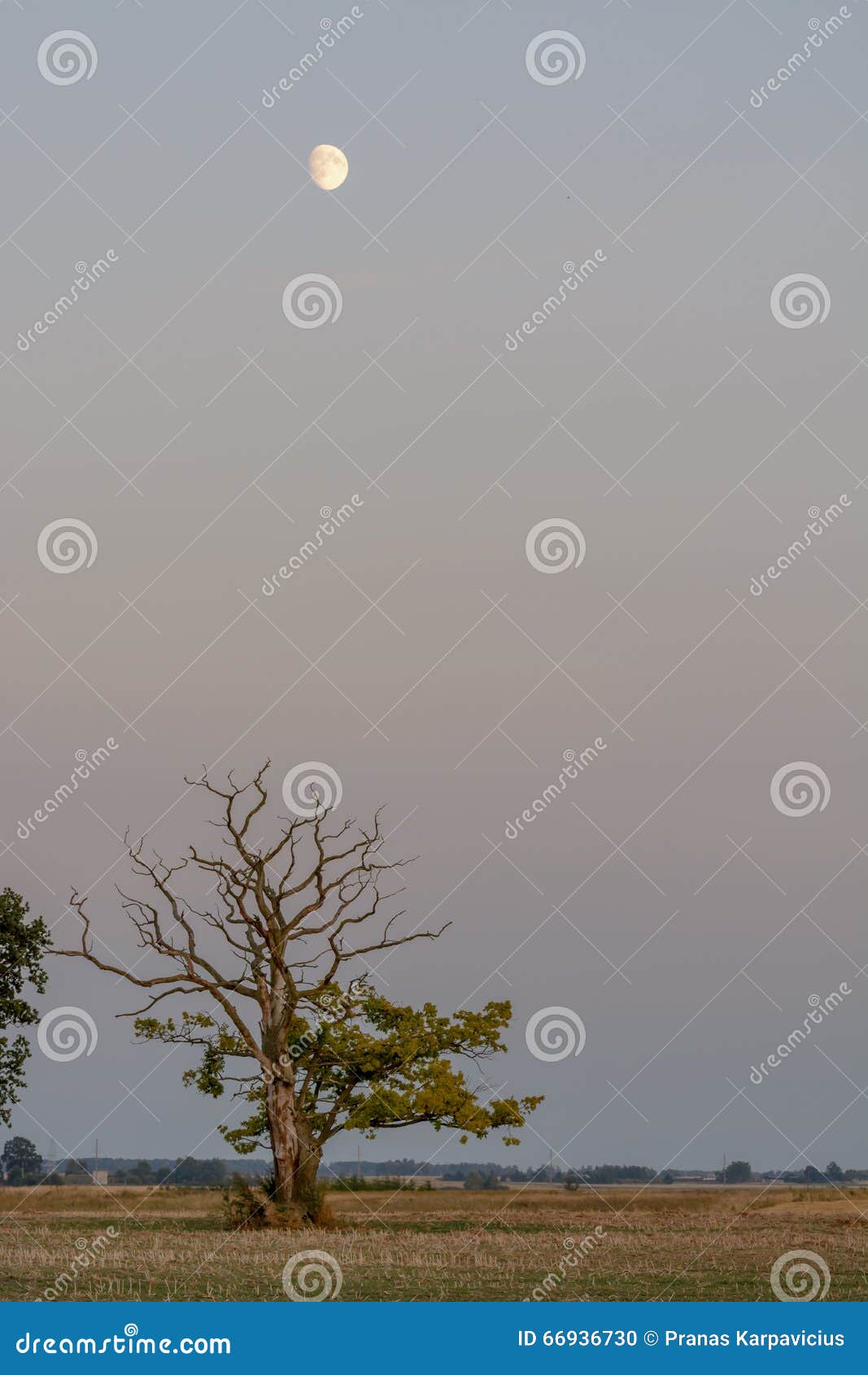 Old tree in a field stock photo. Image of tree, field - 66936730