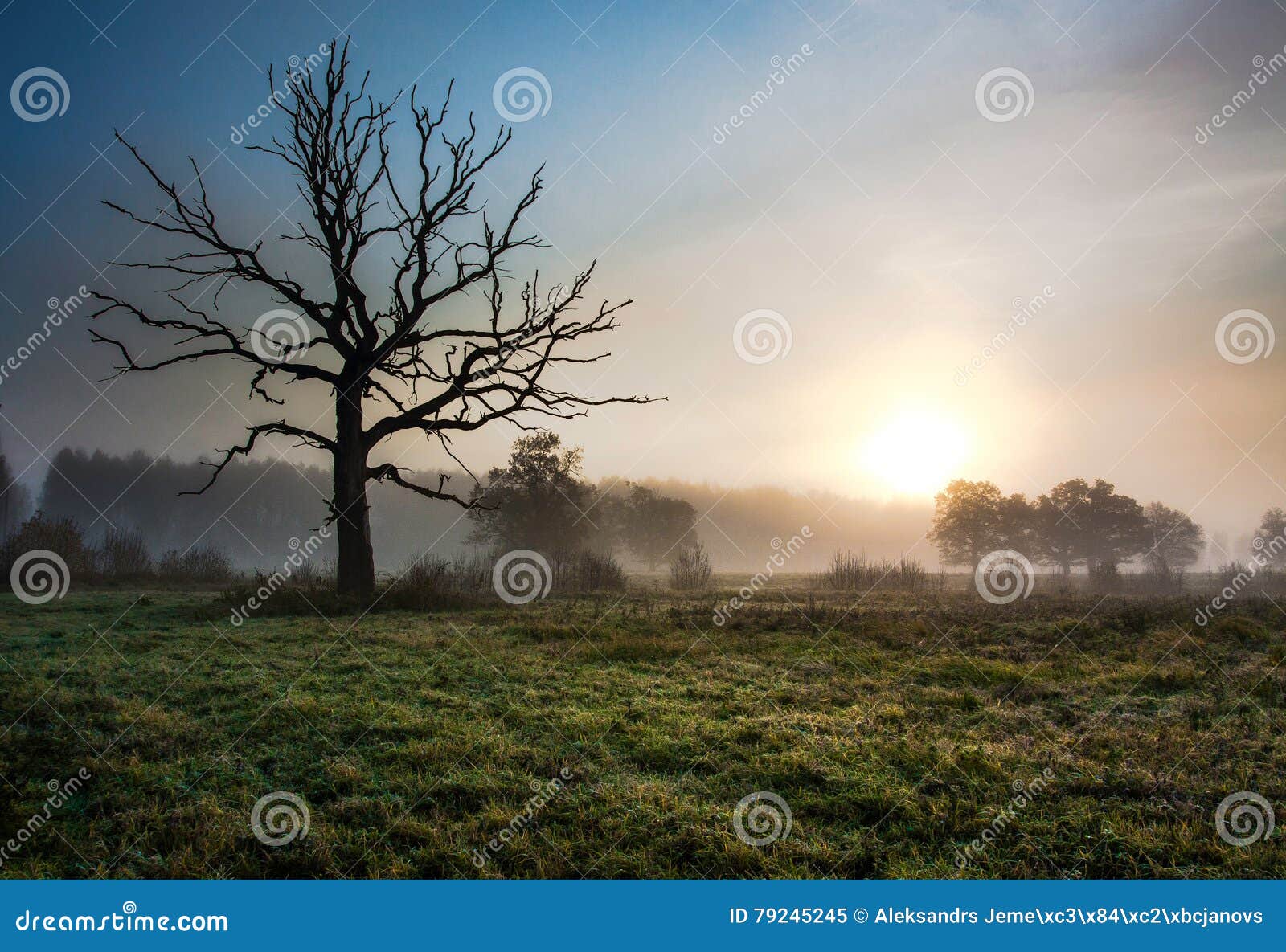 Old Tree in the Field with Fog Stock Image - Image of natural, mist ...