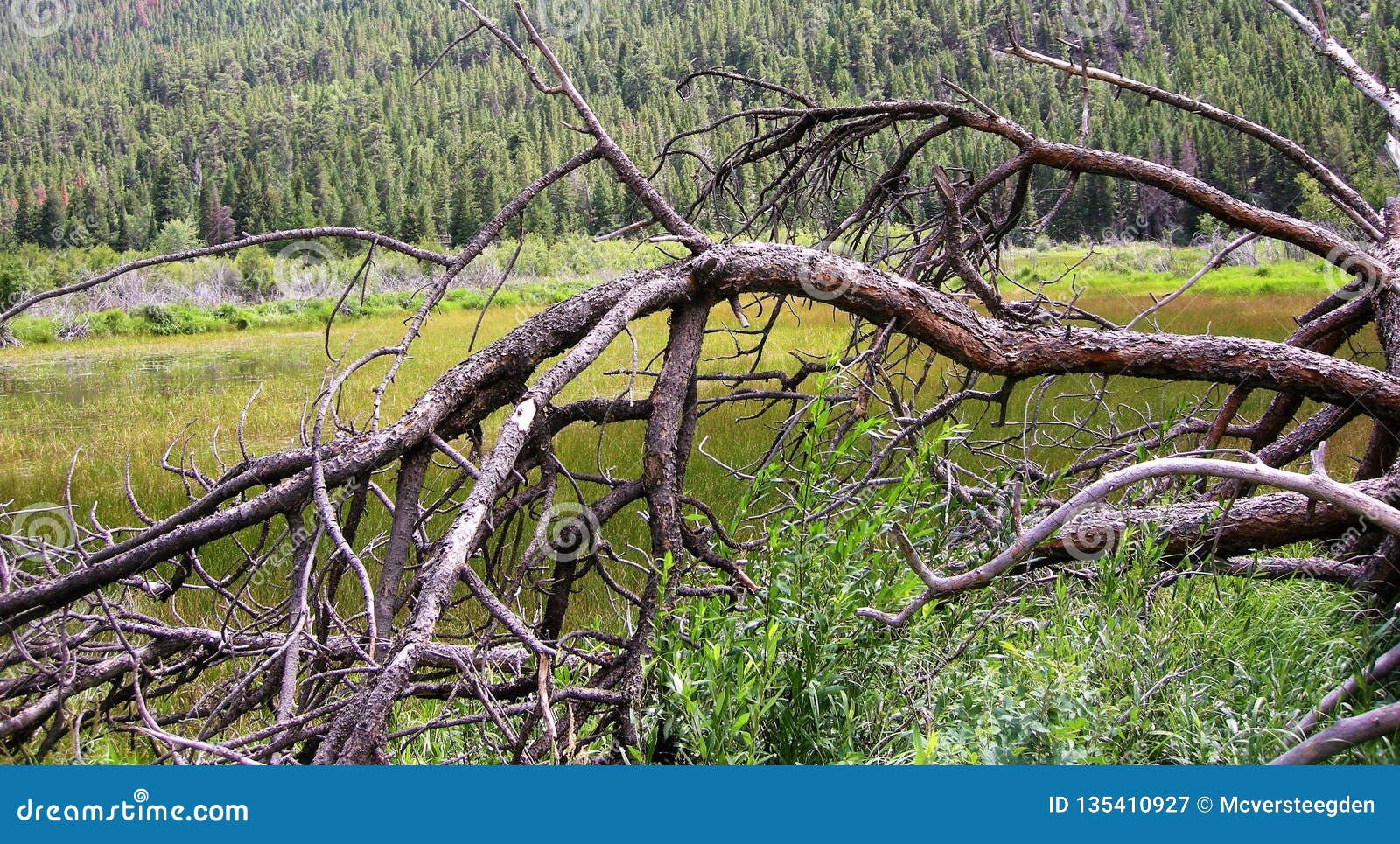 Old tree in the field stock image. Image of rocky, field - 135410927