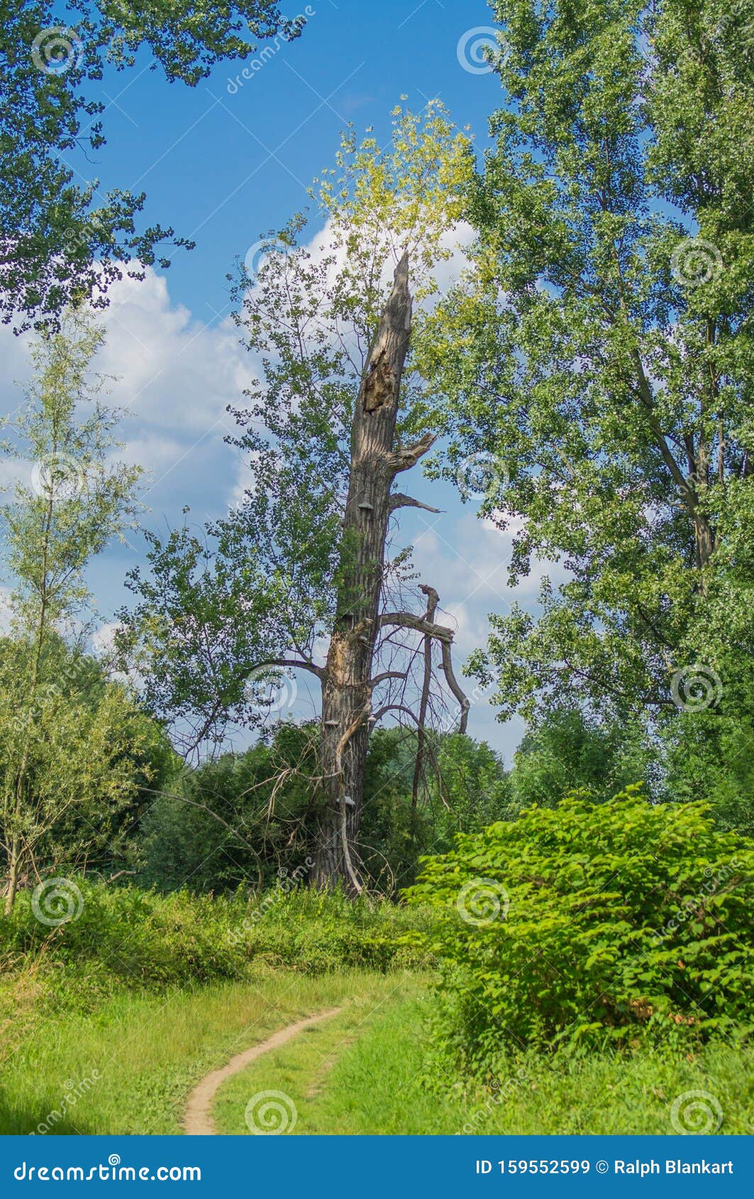 A Tree Fighting To Survive After A Storm In The French Alps Royalty ...