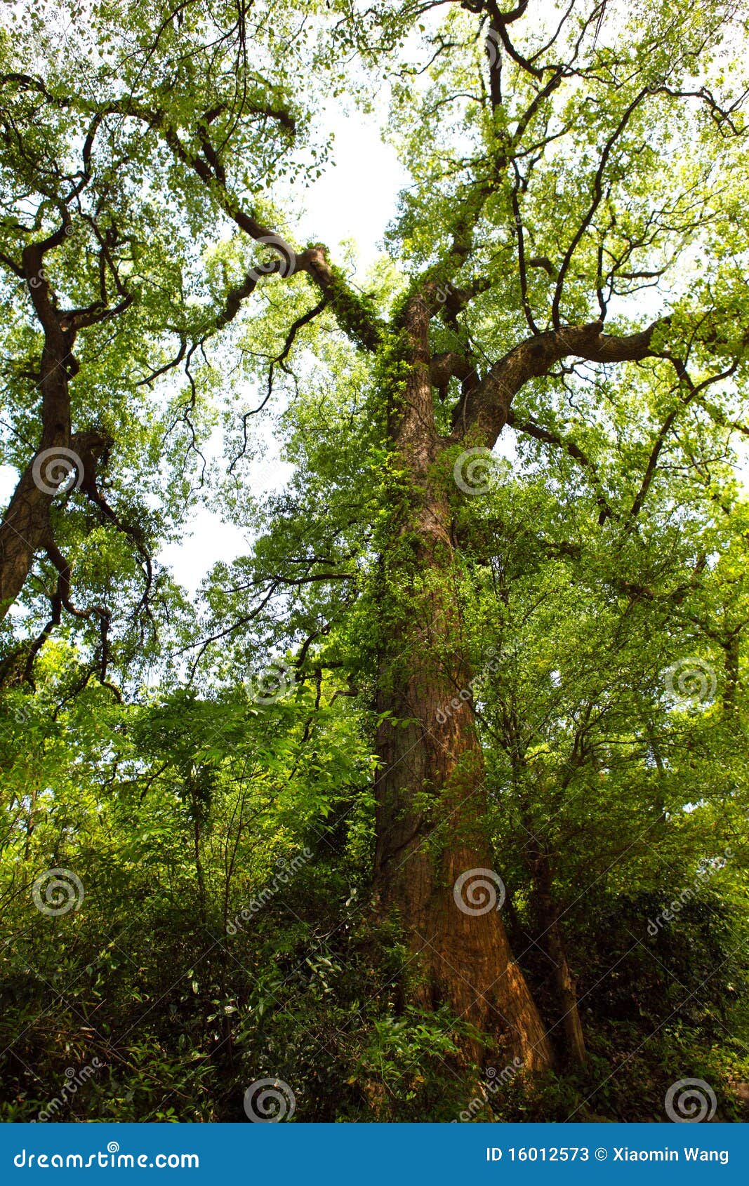 Old tree in forest stock image. Image of details, forested - 16012573