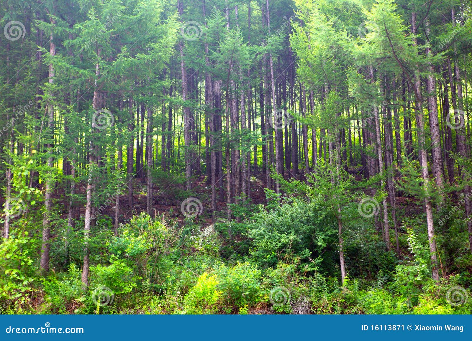 Old tree in forest stock image. Image of wood, wooded - 16113871