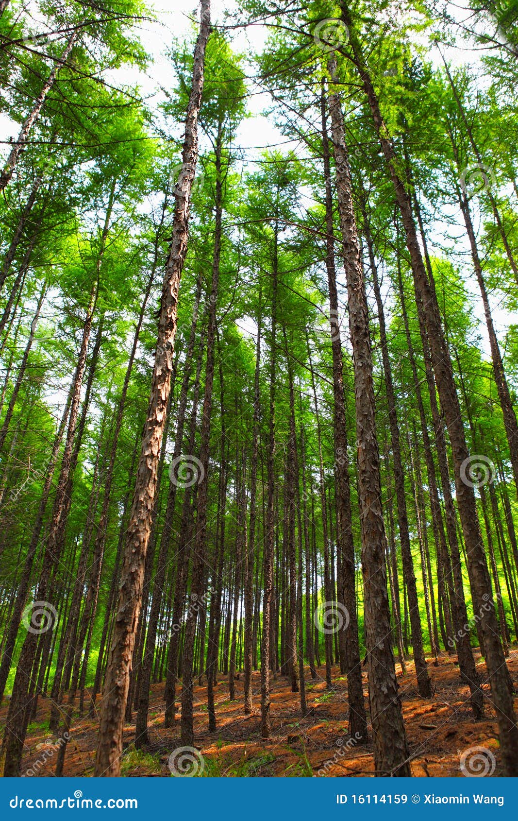 Old tree in forest stock image. Image of wood, details - 16114159
