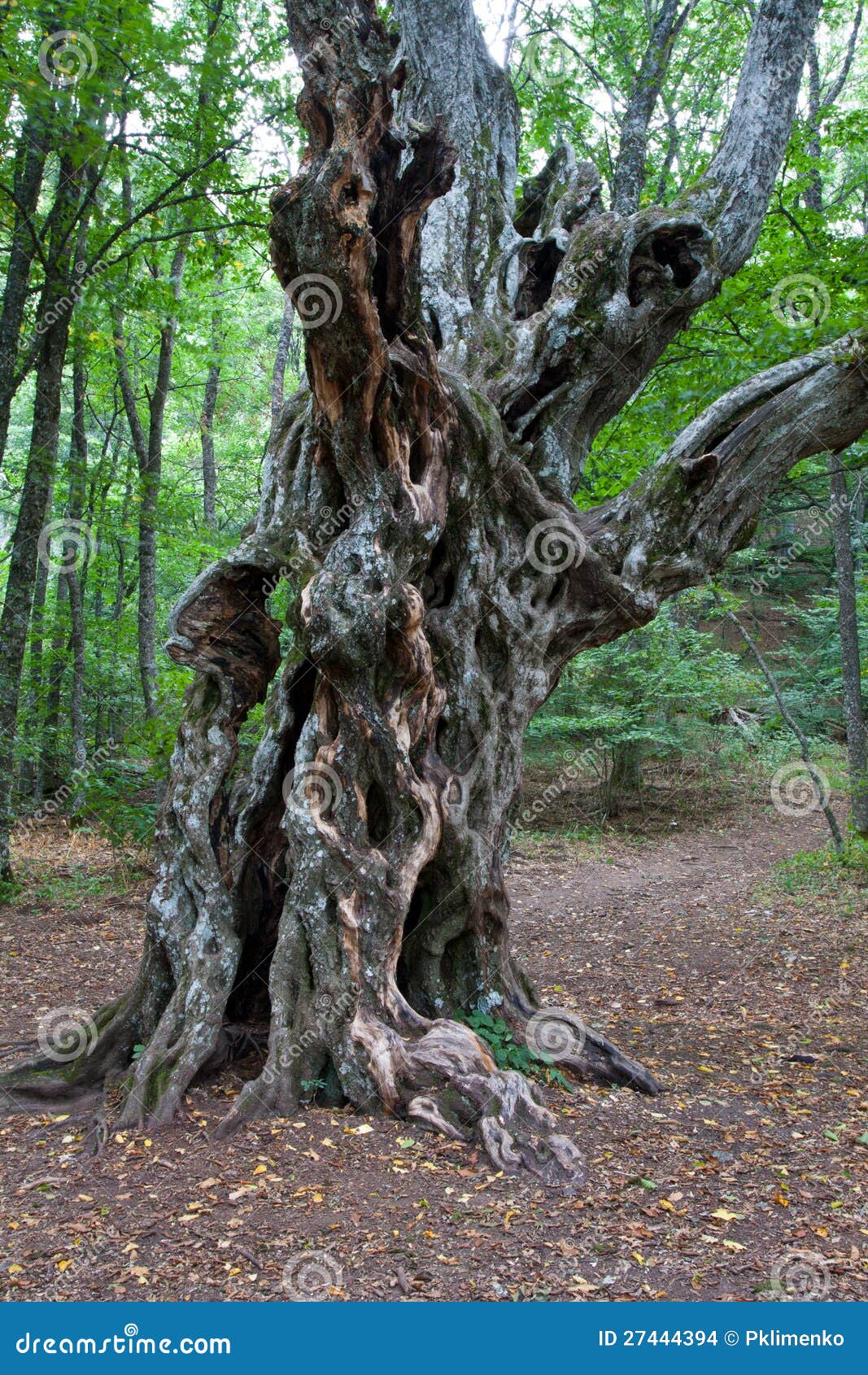 Old tree in forest stock photo. Image of landscape, misty - 27444394