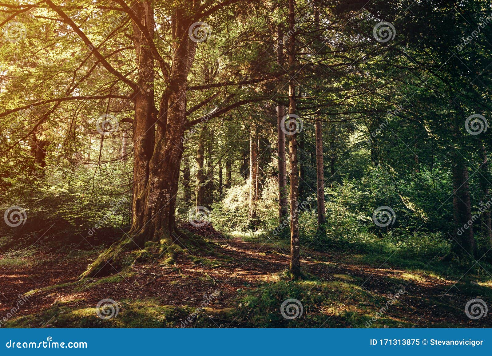 Old tree in forest stock image. Image of foliage, peaceful - 171313875