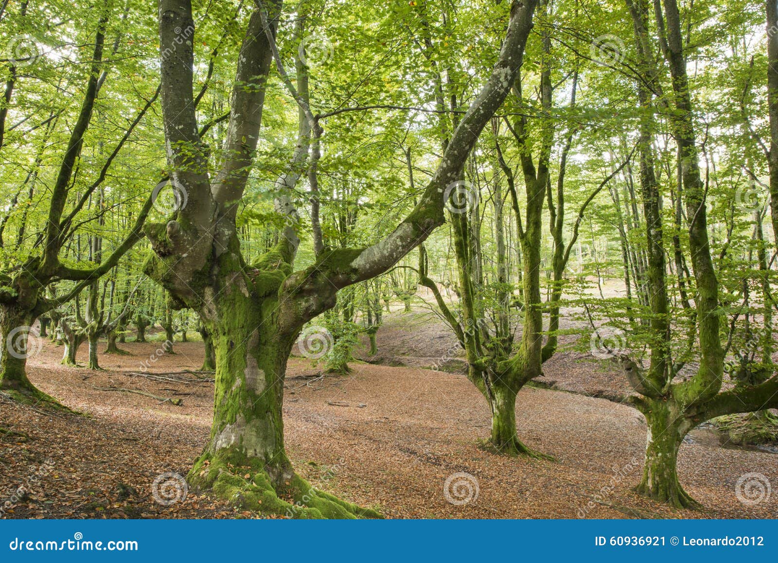 Old Tree Forest in Bizkaia, Basque Country, Spain. Stock Image - Image ...