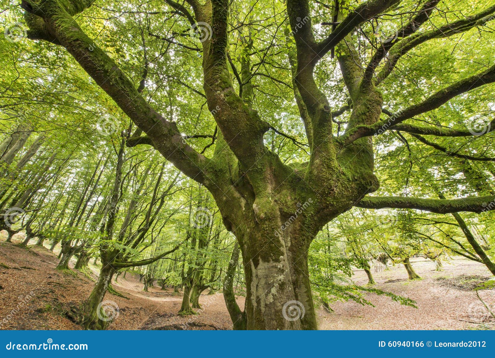 Old Tree Forest in Bizkaia, Basque Country, Spain. Stock Photo - Image ...