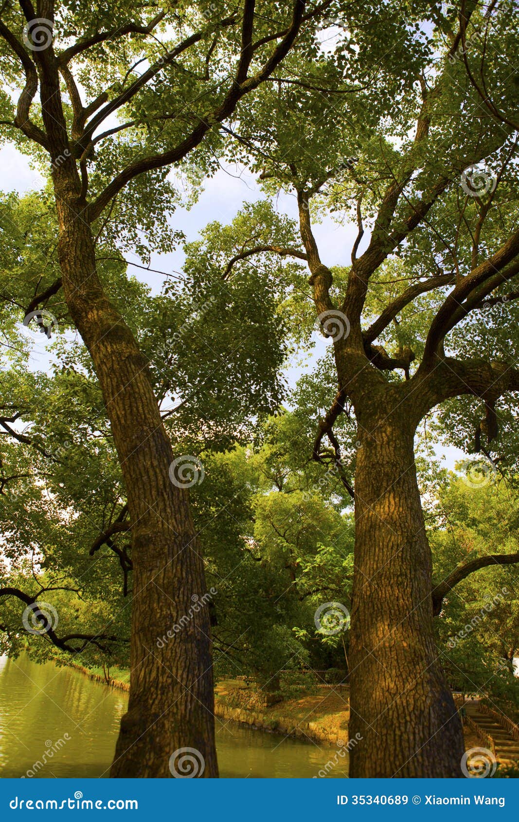 Old tree in forest stock image. Image of forest, outside - 35340689