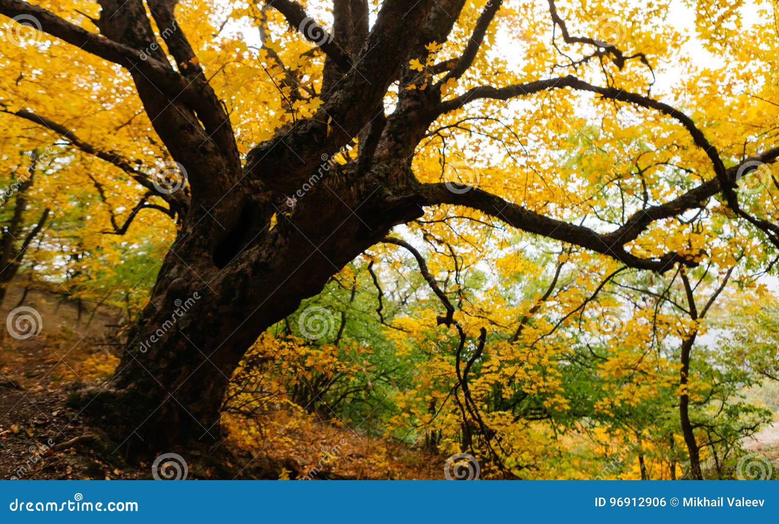 Old tree in the forest stock photo. Image of outdoor - 96912906