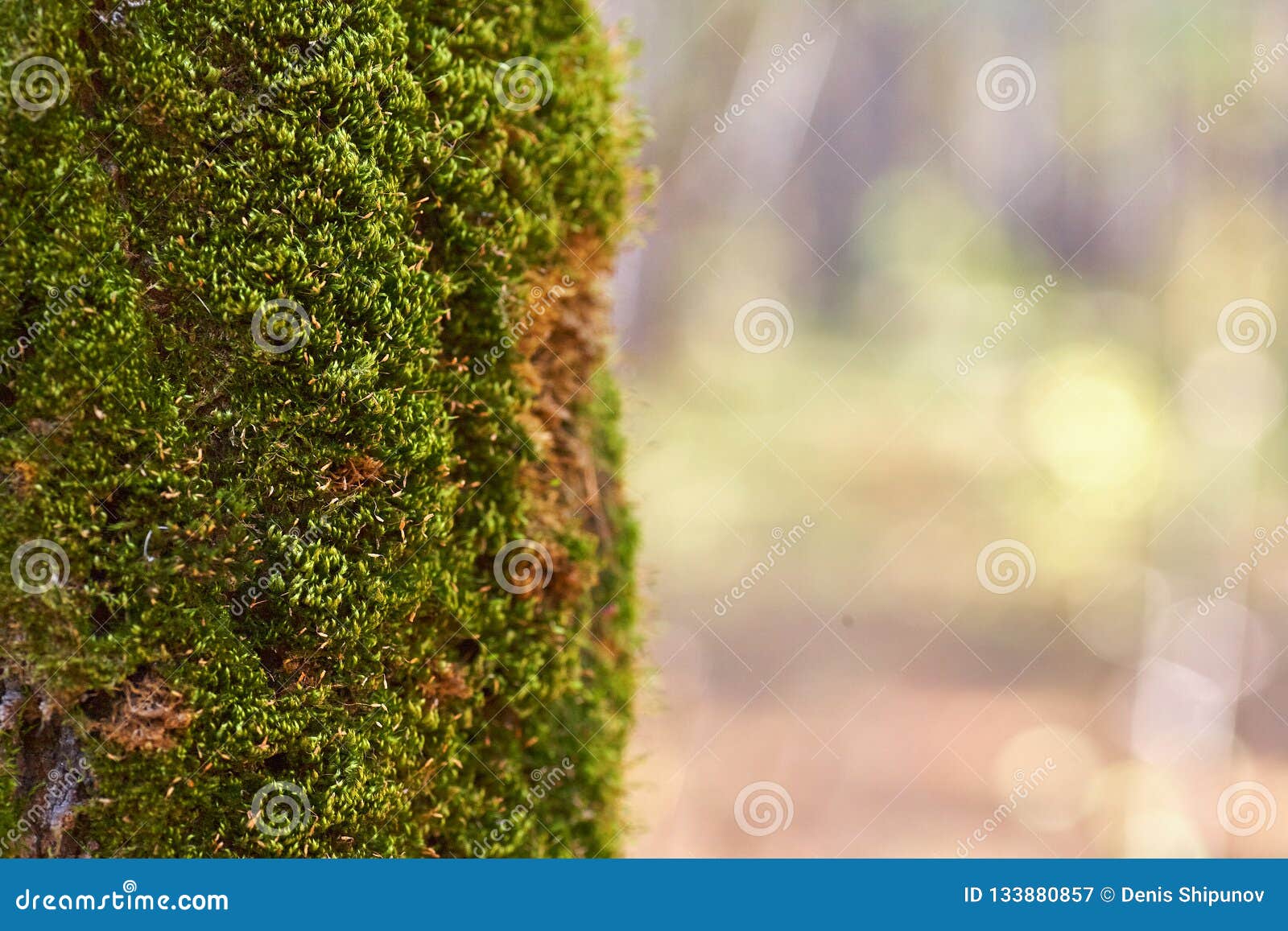 Old Tree in the Forest with Growing Moss on the Trunk Stock Image ...