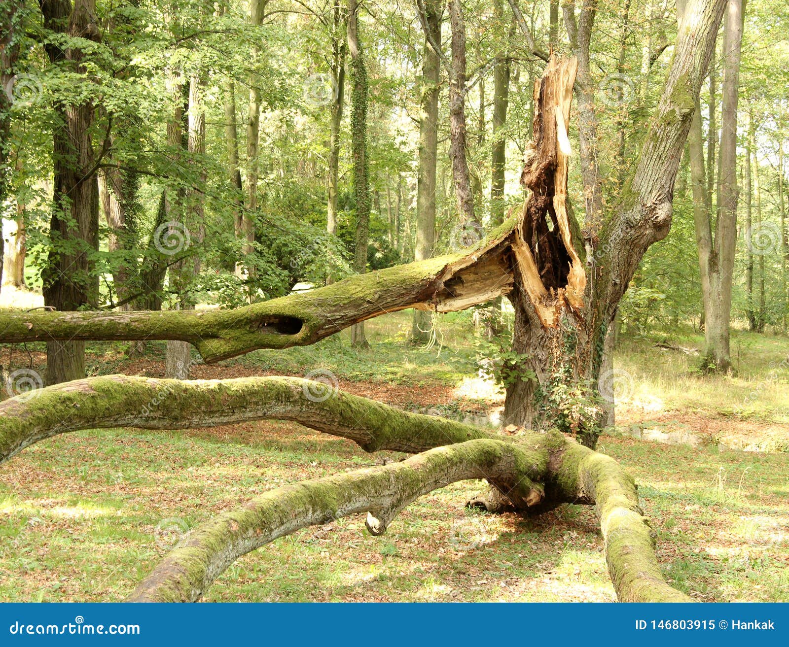 Old tree in the forest stock image. Image of foliage - 146803915