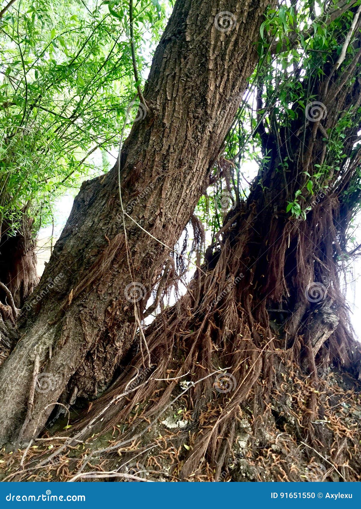 Old tree in forest stock photo. Image of mist, fantasy - 91651550