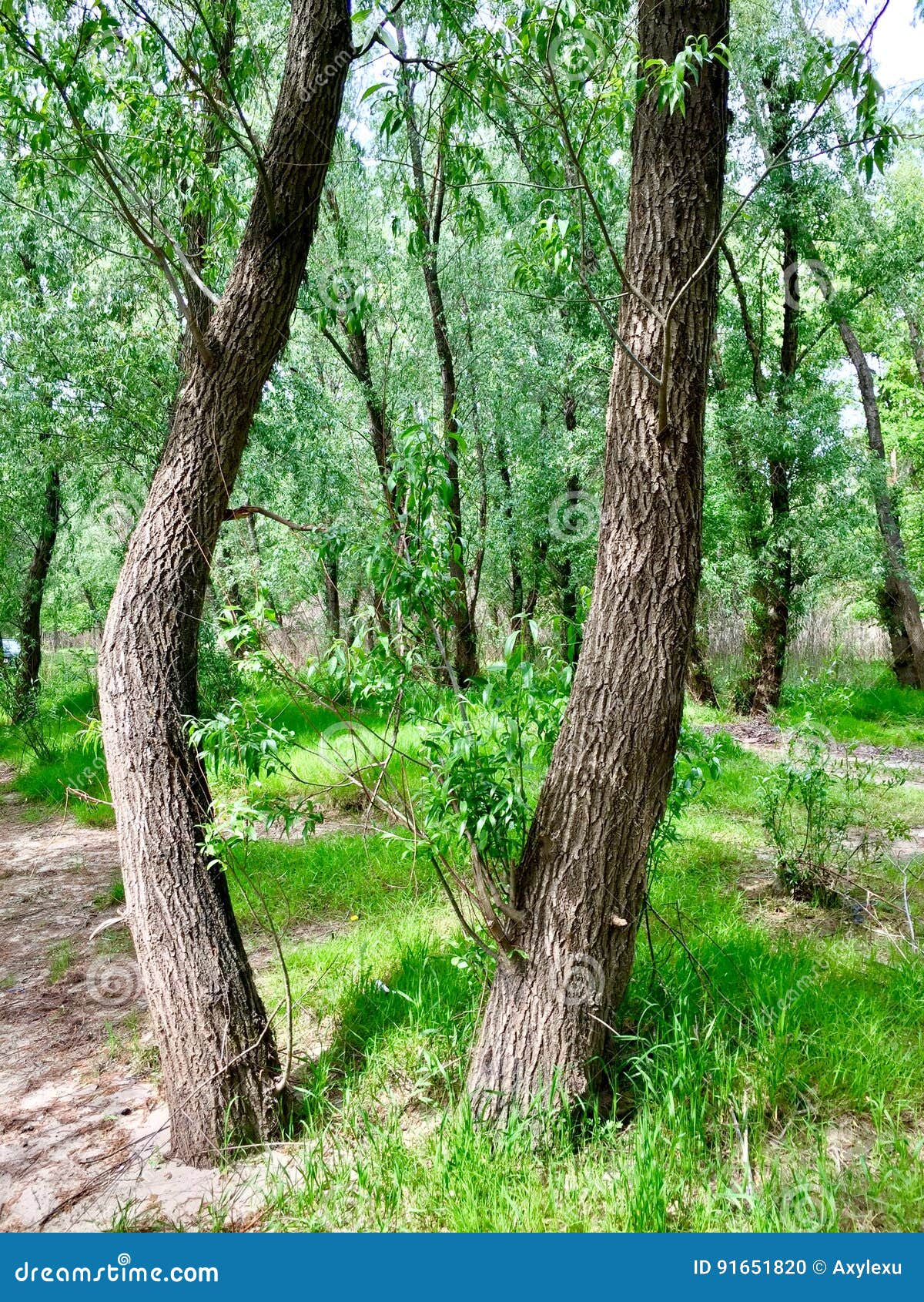 Old tree in forest stock photo. Image of colorful, light - 91651820
