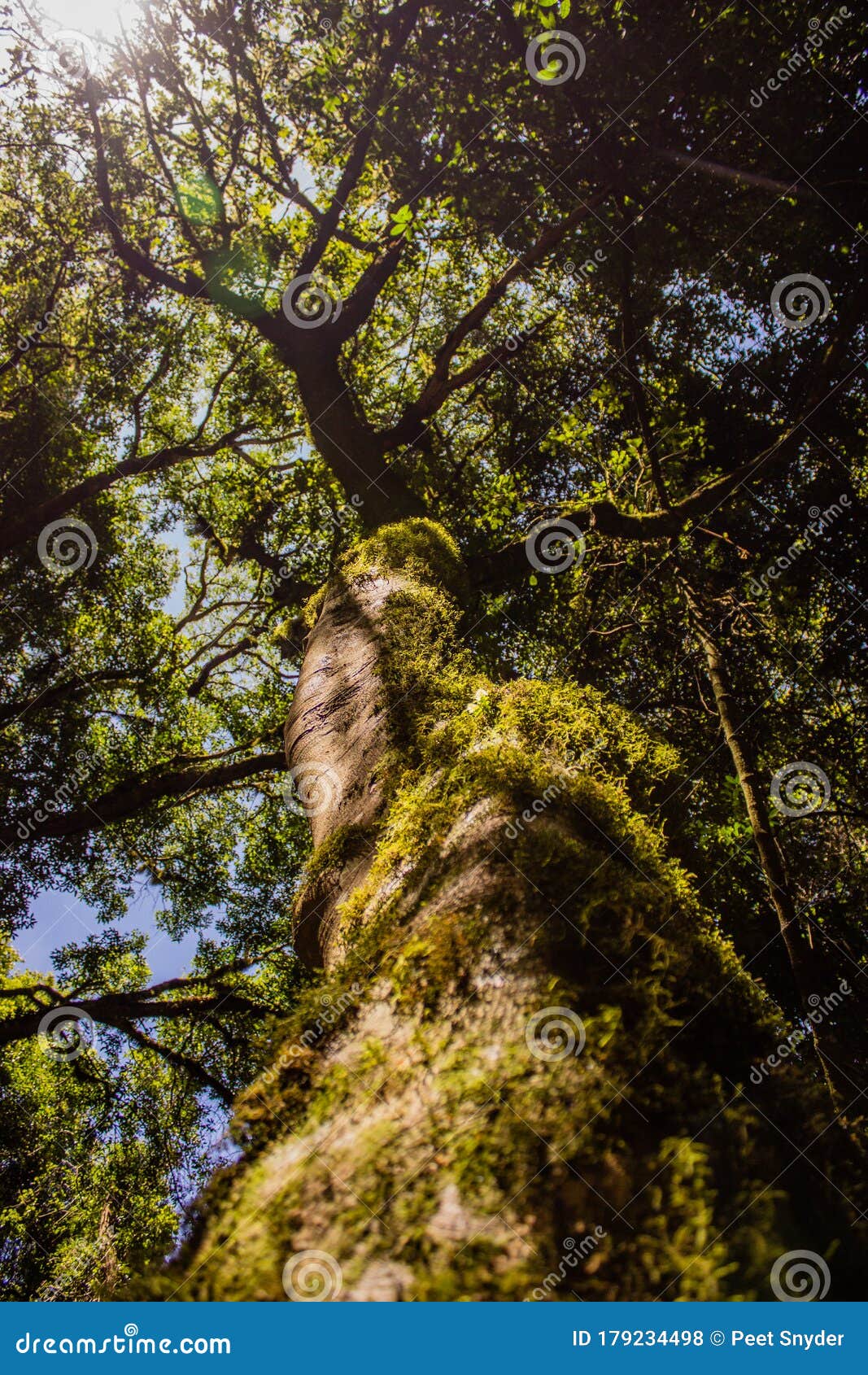 Old Tree Full of Moss from the Bottem Stock Photo - Image of full ...