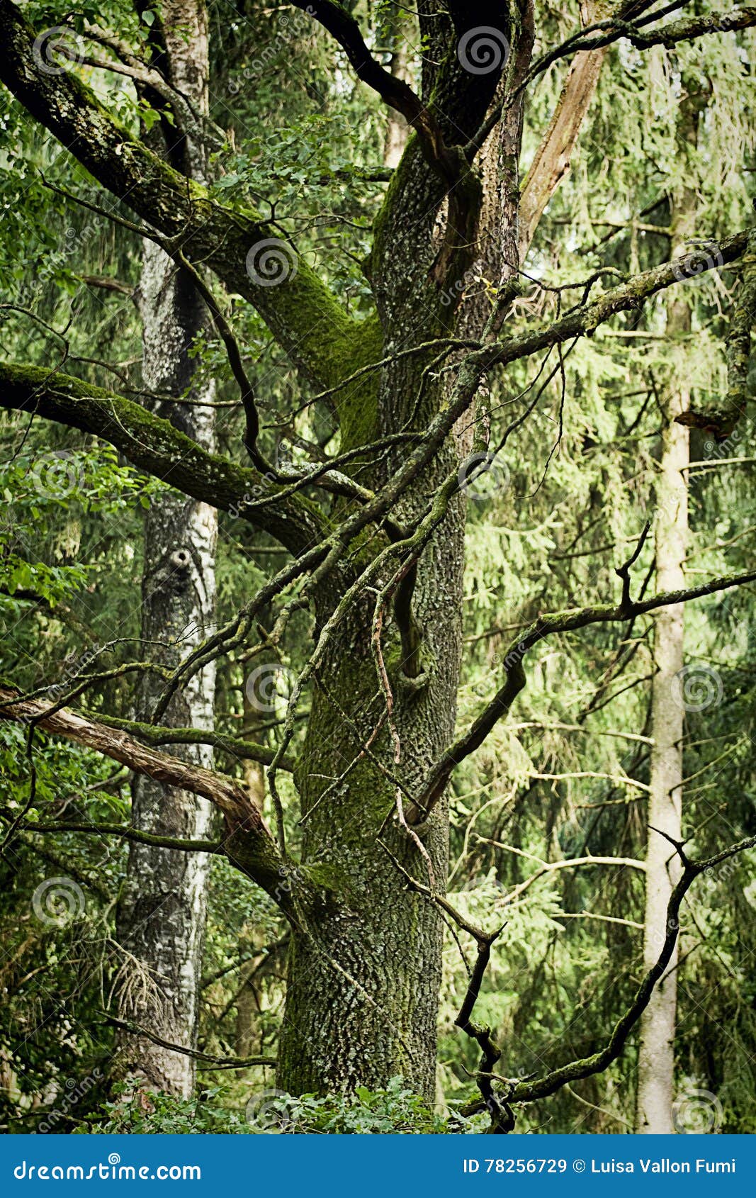 Old Tree with Gnarled Branches in a Forest Stock Image - Image of ...
