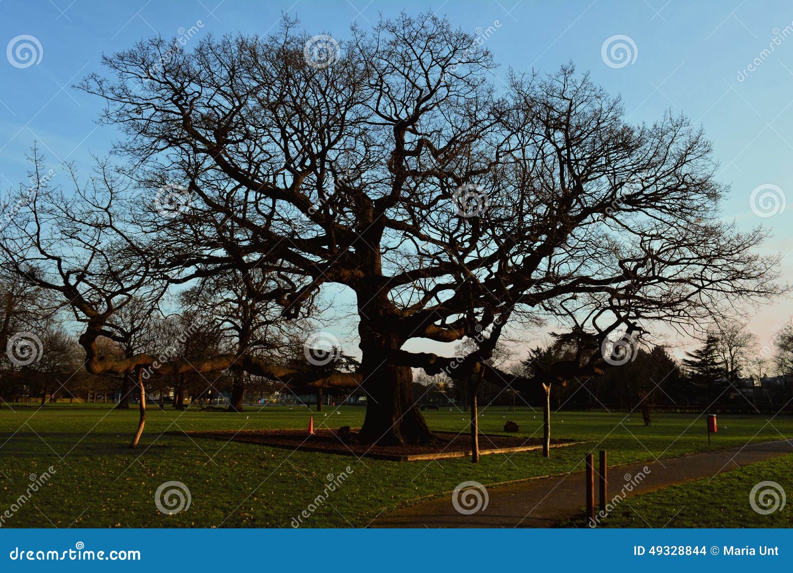 Old Tree at Gothic Cemetery Stock Photo - Image of goth, dead: 49328844