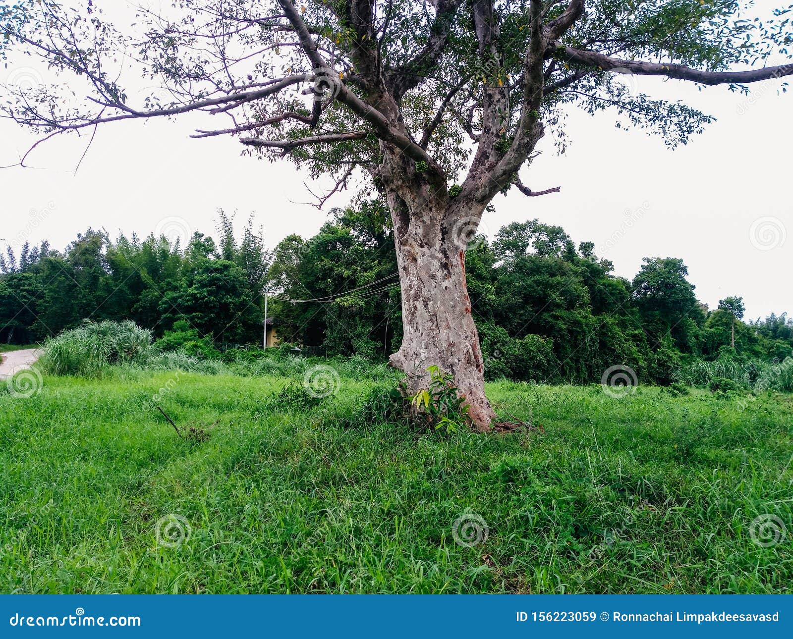 Old tree in green field stock image. Image of madow - 156223059