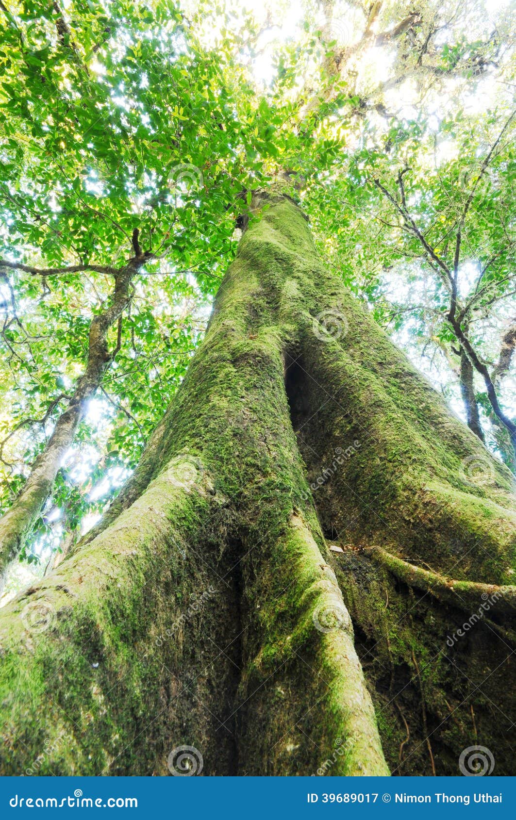 The Old Tree in a Green Forest Stock Image - Image of foliage, height ...