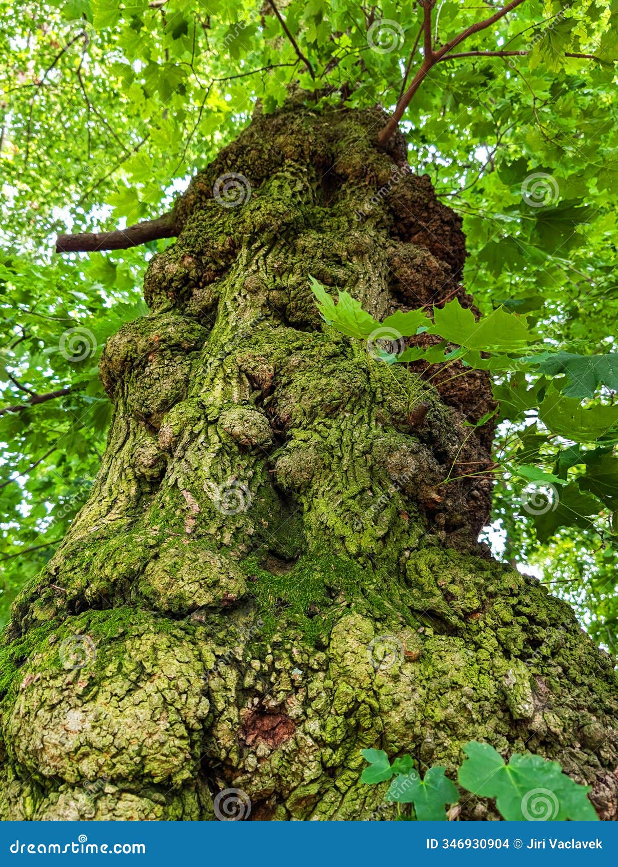 Old Tree in the Green Forest Stock Photo - Image of tree, wilderness ...