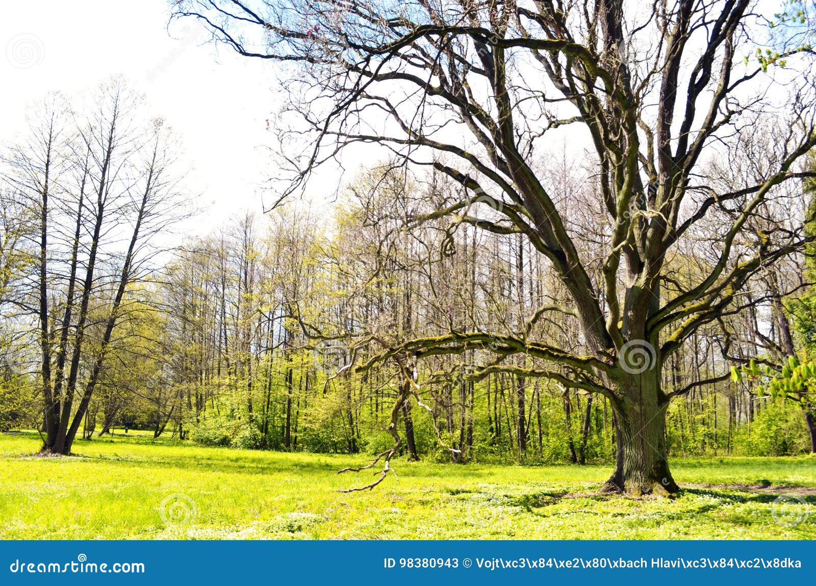 Old Tree in a Green Park - Summer Day Stock Image - Image of blue ...