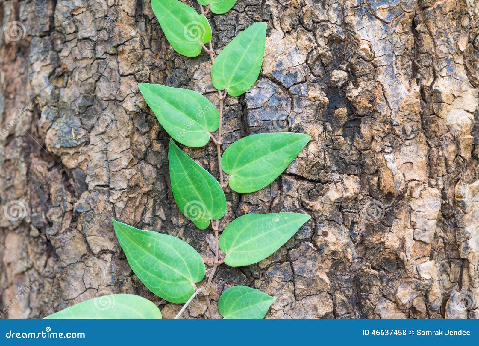 Old Tree with Green Vine on it Stock Photo - Image of green, small ...