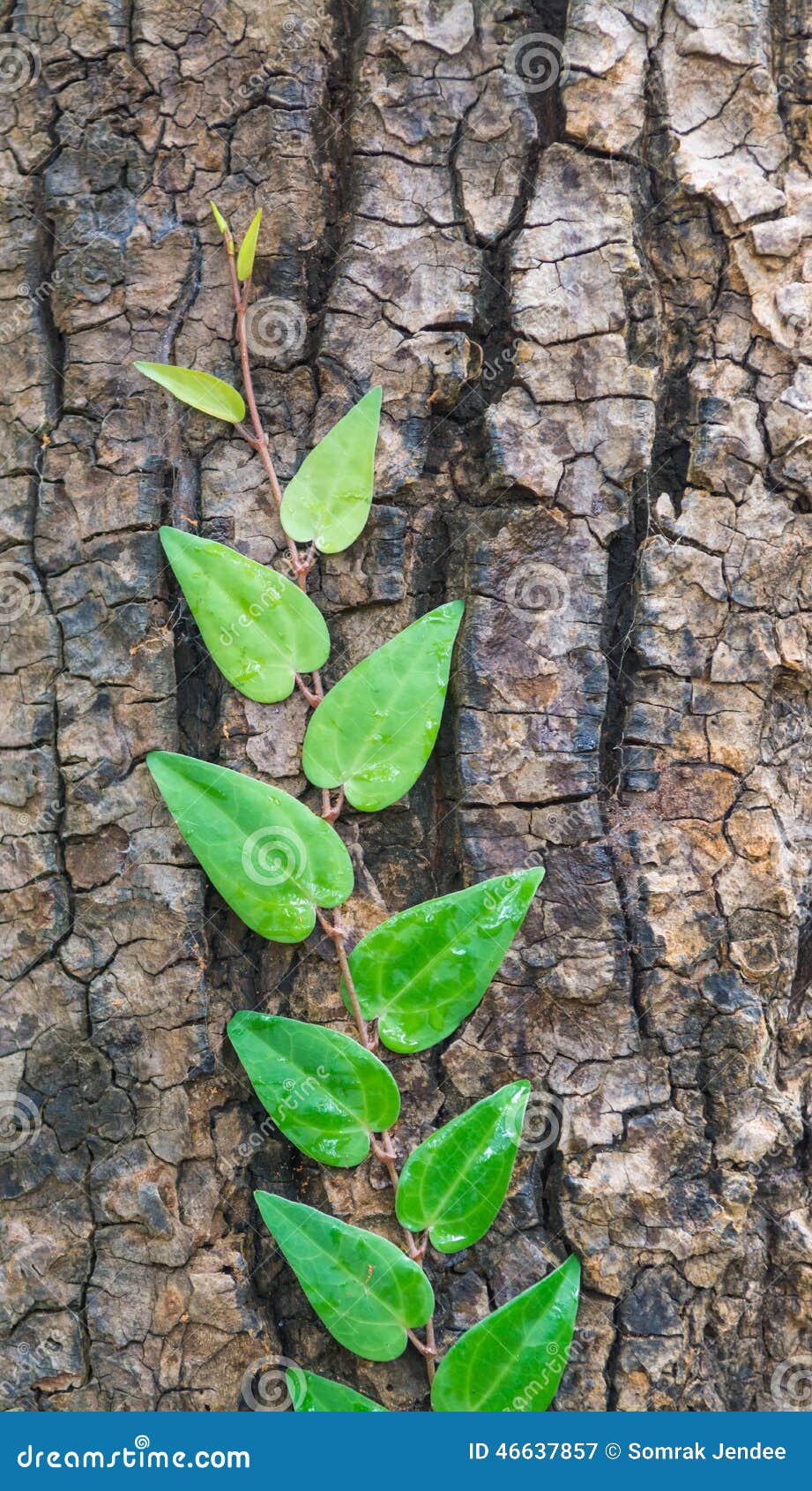 Old Tree with Green Vine on it Stock Image - Image of forestry, bark ...