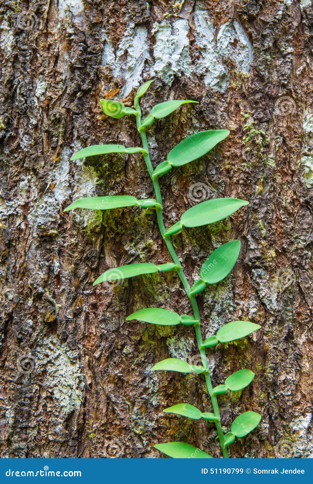 Old tree with green vine stock image. Image of spread - 51190799