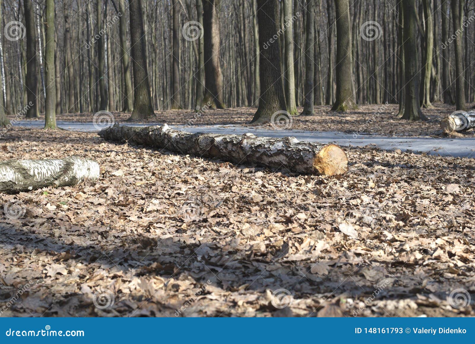 Old tree on the ground stock image. Image of trees, moss - 148161793