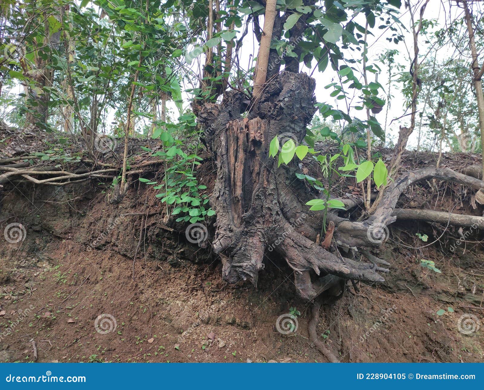Old tree grow again stock image. Image of forest, food - 228904105