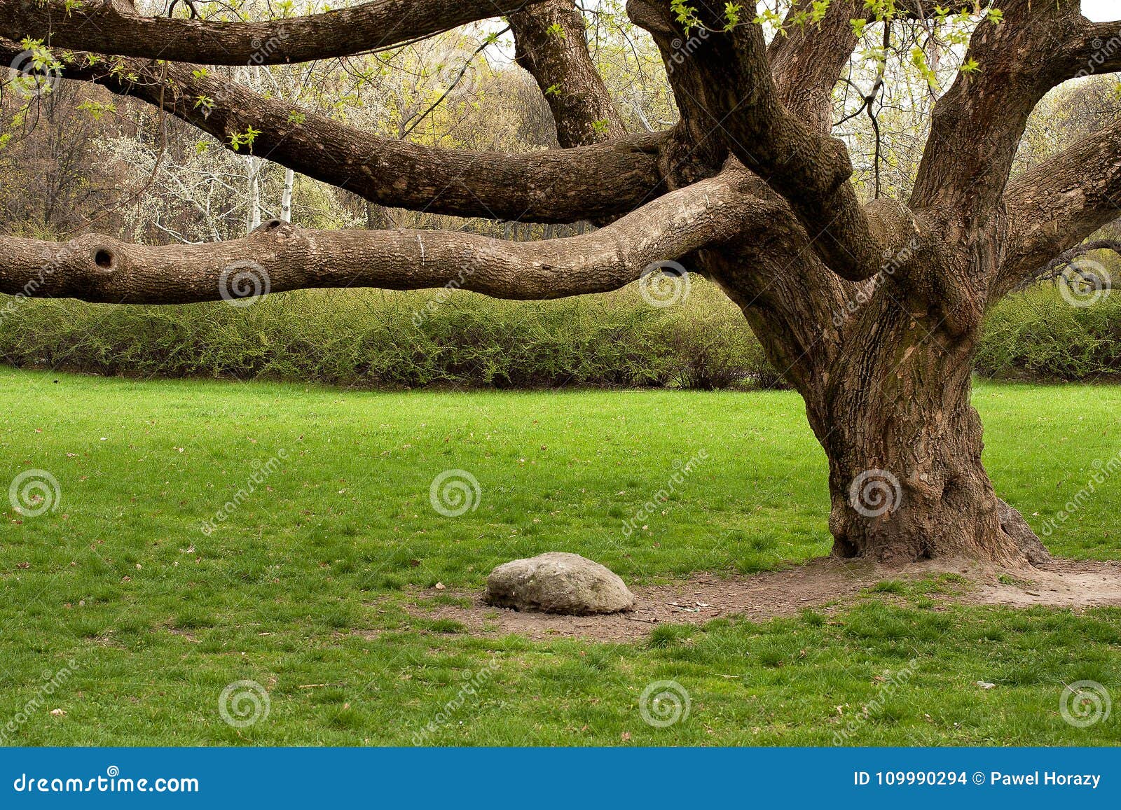 Platan Platanus and stone stock photo. Image of landscape - 109990294