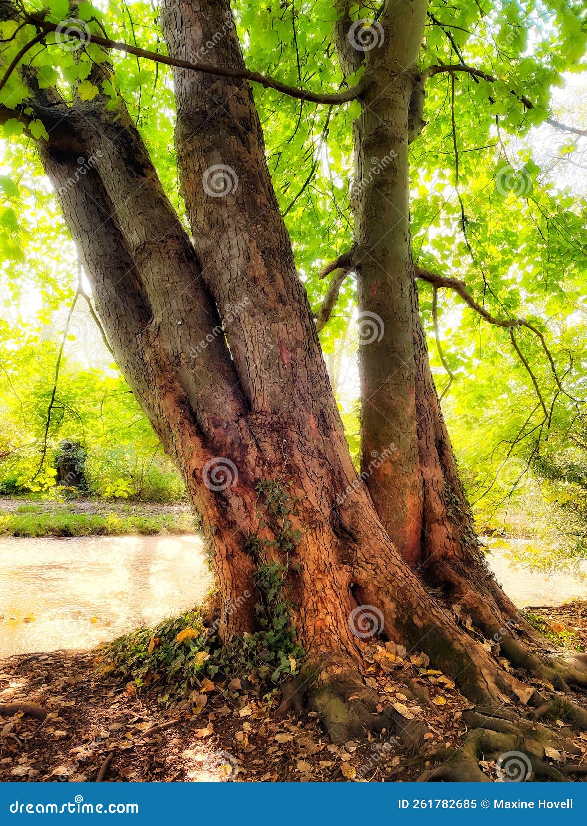 Ancient Tree over a River stock image. Image of grove - 261782685