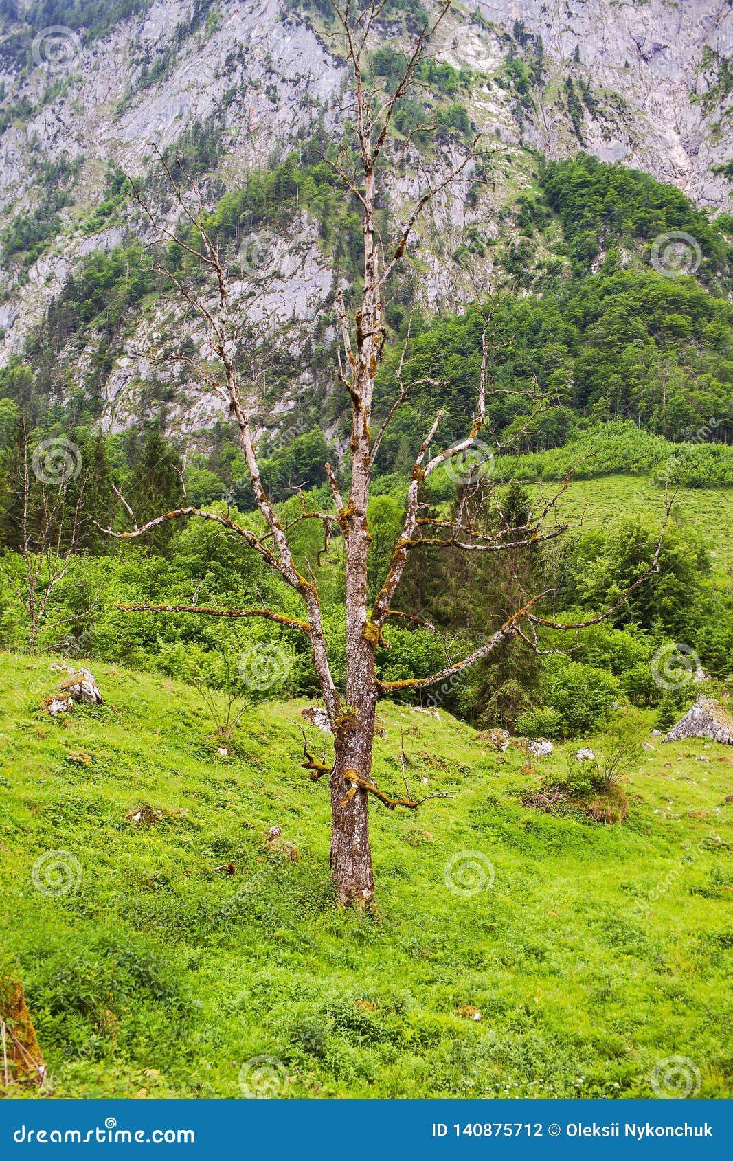 An Old Tree Grows on a Lawn in the Alpine Mountains Stock Photo - Image ...