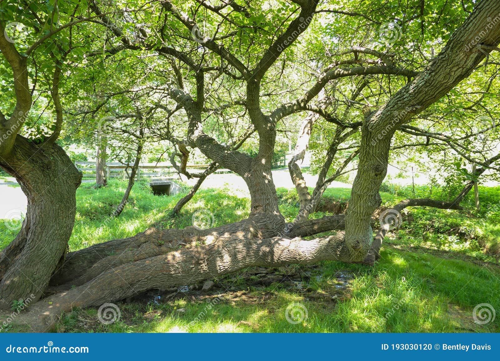 An old tree grows sideways stock photo. Image of crooked - 193030120